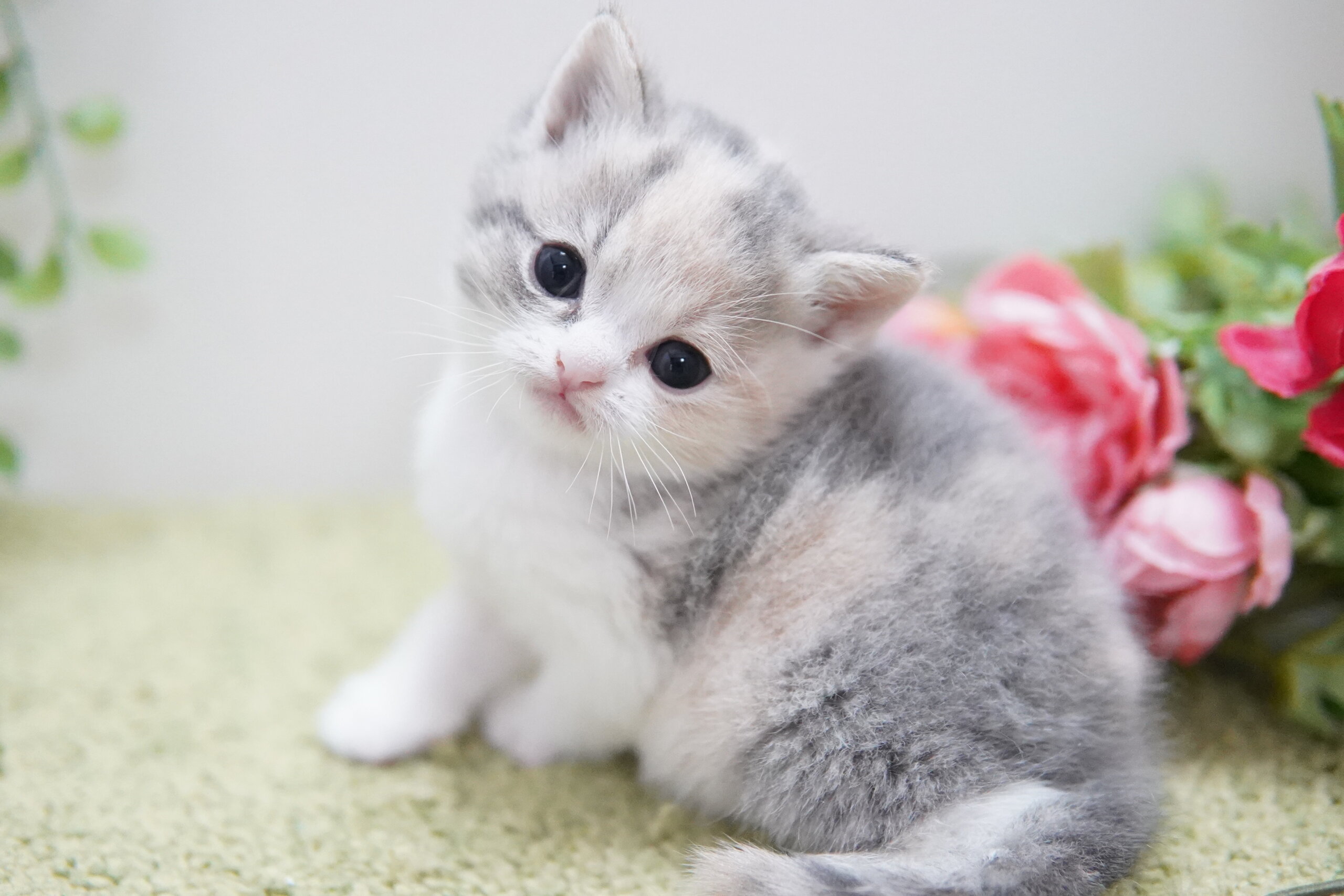 マンチカン 20251219-01791 愛川町と厚木市のブリーダーならLittle Bee[リトルビー]マンチカン・ミヌエット等子猫販売 ...