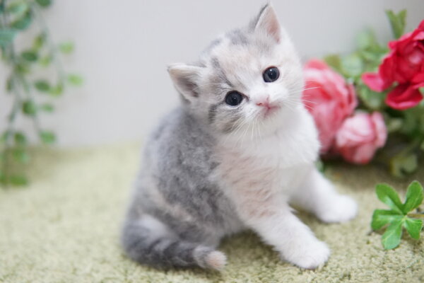 マンチカン 20251219-01791 愛川町と厚木市のブリーダーならLittle Bee[リトルビー]マンチカン・ミヌエット等子猫販売 ...